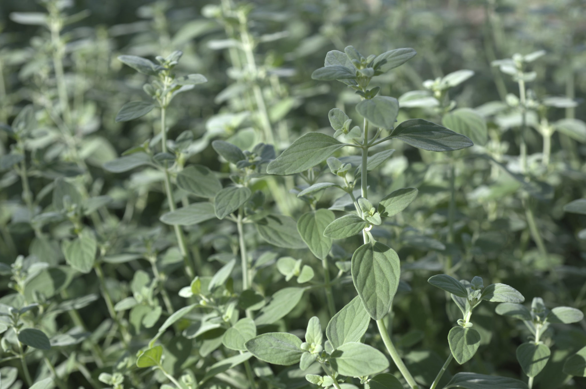 Supplier of Flavors, Essences, Fragrances & Ingredients | Glen Rock, NJ ...